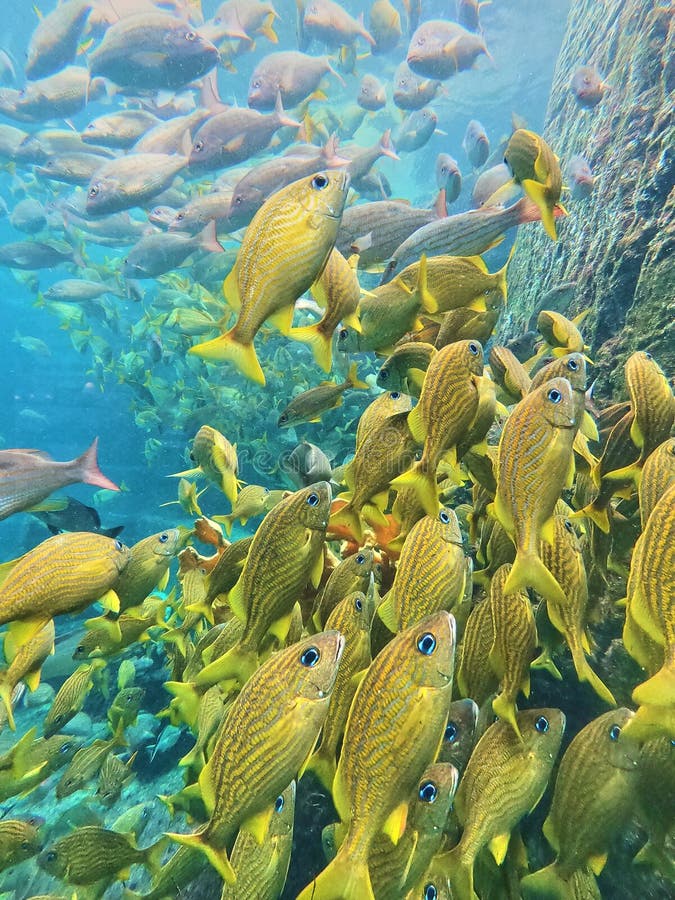 Large Group of Yellow Fish with Coral Stock Image - Image of vacation ...