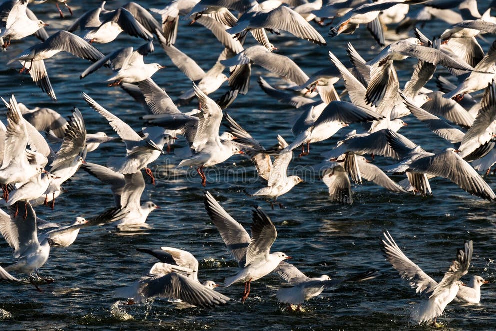Large group of young gulls stock image. Image of cluster - 87505739