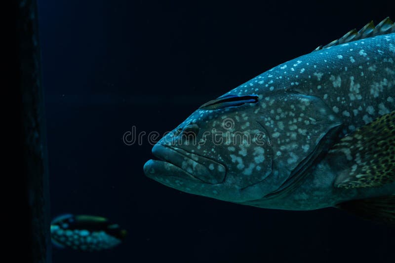 Large Grouper with Cleaner Fish in the Depths of the Ocean Stock Photo ...