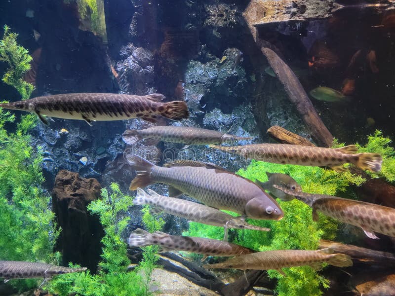 Grouping of Fish Swimming in the Tank Stock Image - Image of tank ...