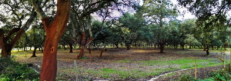 Large grove of cork oaks stock photo. Image of background - 231030464