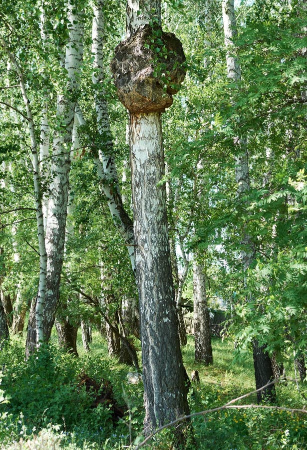 A Large Growth of Lignified Fungi on a Tree Trunk. Tree Bark Disease. a ...