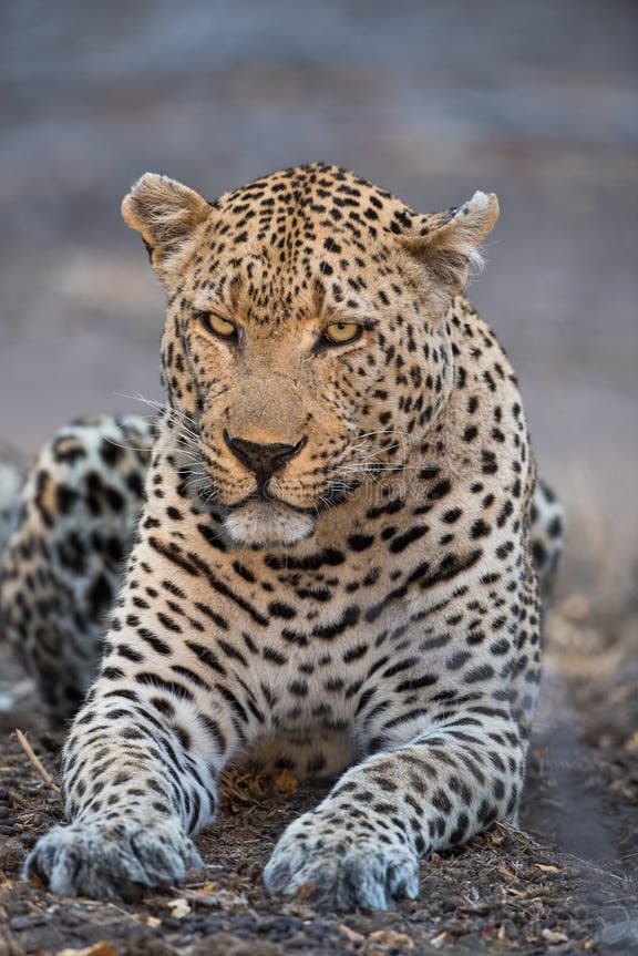 A Large, Grumpy-looking Leopard Resting. Stock Photo - Image of level ...