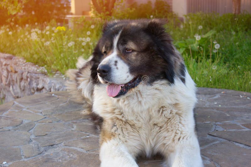 A large guard dog stock image. Image of animal, beige - 62161629