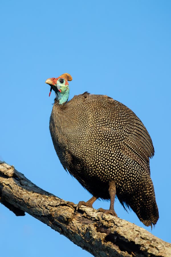 Guinea-fowl Walking On Tar Road Stock Image - Image of colours, looking ...