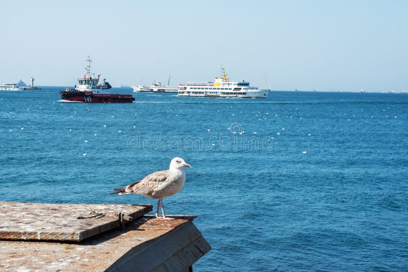 Rocky Water Tank, Tortoises Editorial Photography - Image of rocky ...