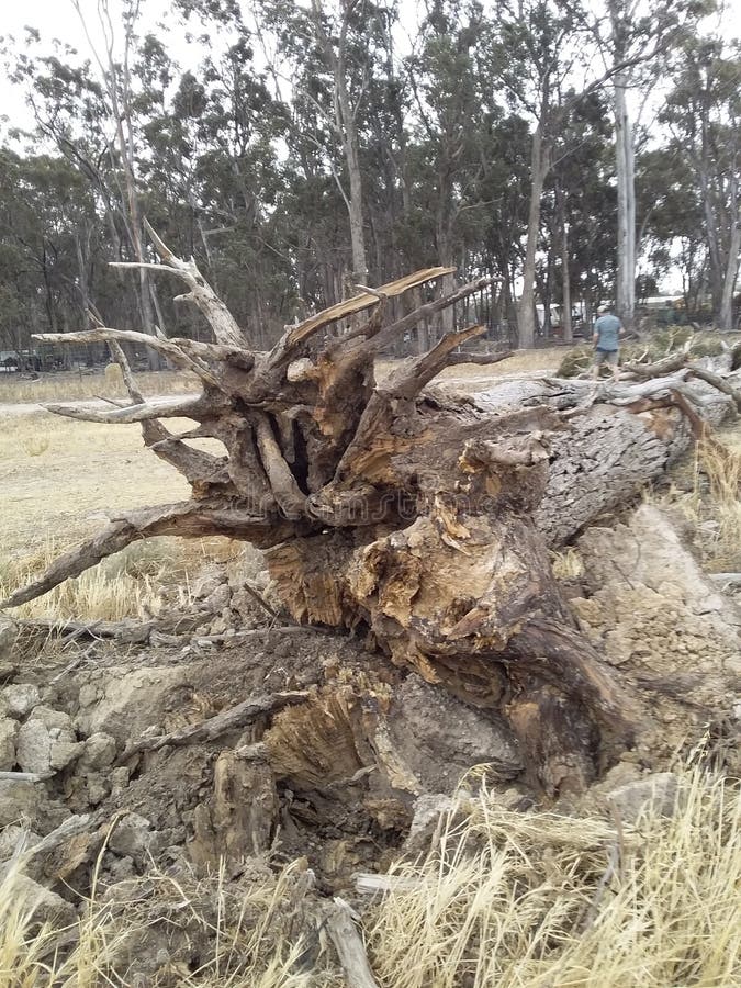 Large Gum Tree Fallen stock photo. Image of tree, australian - 169135744