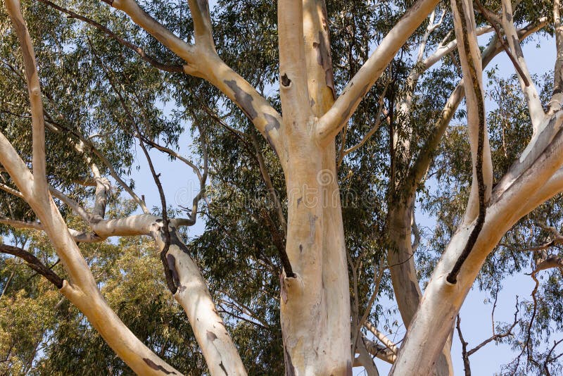 Large Gum Tree stock photo. Image of stripping, nature - 100350166