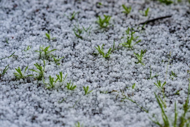 Large Hail on Fresh Grass Straws in Summer.. Stock Photo - Image of ...