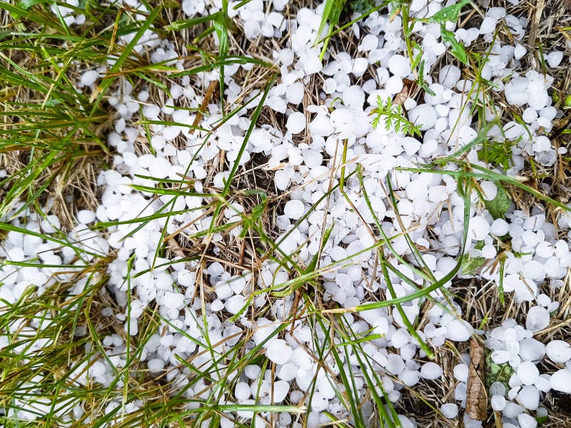 Large Hail in the Green Grass after a Thunderstorm Stock Image - Image ...
