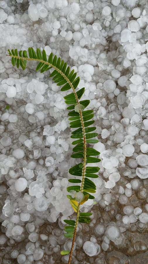 Large Hail Ice Balls after Heavy Summer Storm, Hail Storm Stock Photo ...
