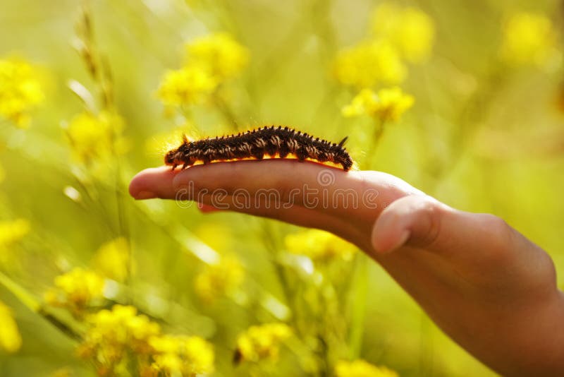 Large Hairy Caterpillar Crawling on Arm Stock Image - Image of nature ...