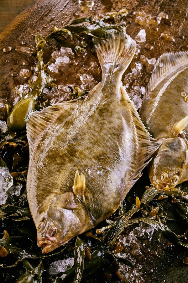 Large Halibut Flatfish on Melting Ice Stock Photo - Image of rustic ...