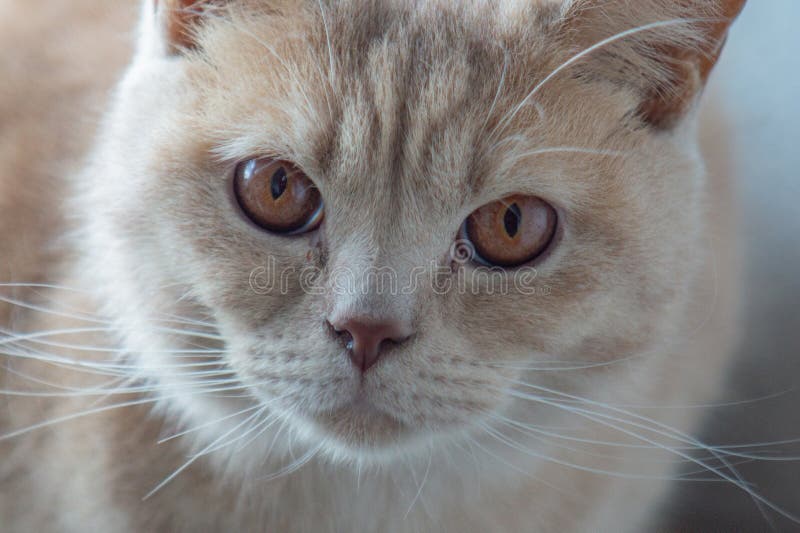A Large, Handsome British Cat with Beautiful Brown Eyes Stock Image ...
