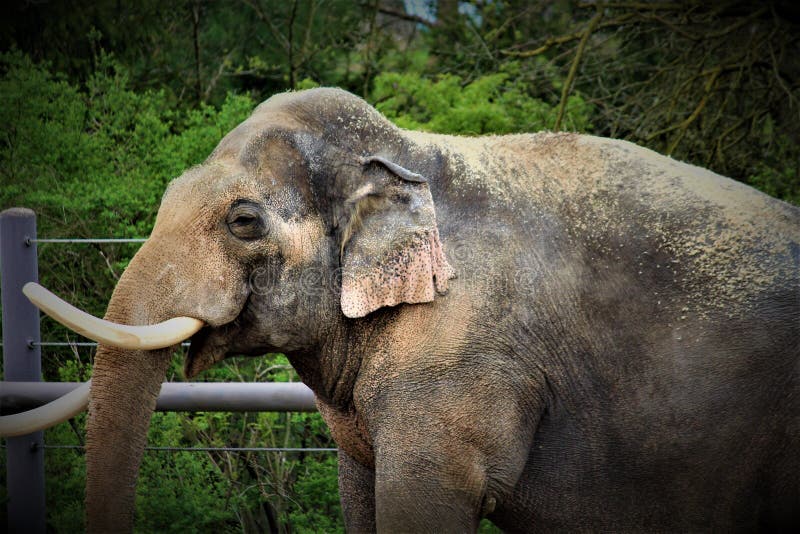 Large Happy Elephant stock image. Image of asia, african - 115978839