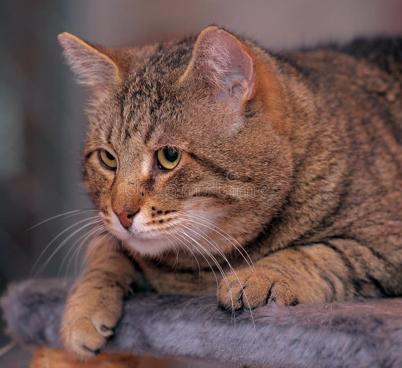 Large hardened tabby cat stock image. Image of domestic - 34723801