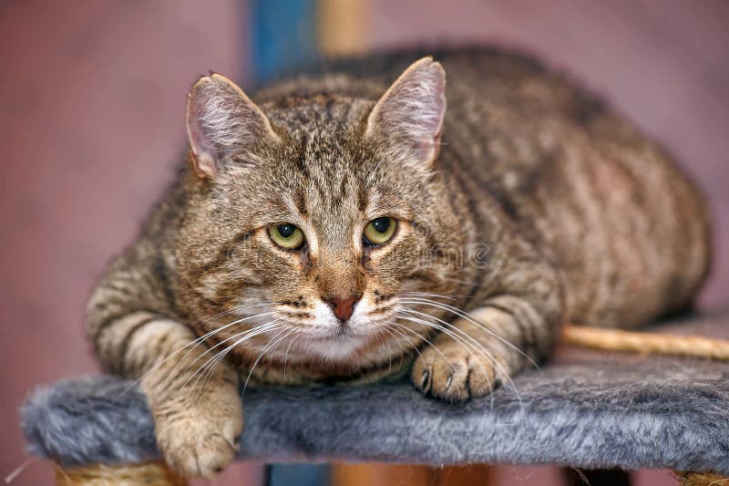 Large hardened tabby cat stock image. Image of mustaches - 34723879