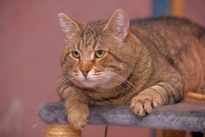 Large hardened tabby cat stock image. Image of feline - 34723955