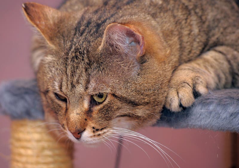 Large hardened tabby cat stock image. Image of curious - 34724021