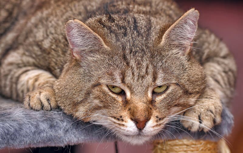 Large hardened tabby cat stock image. Image of breed - 34724099