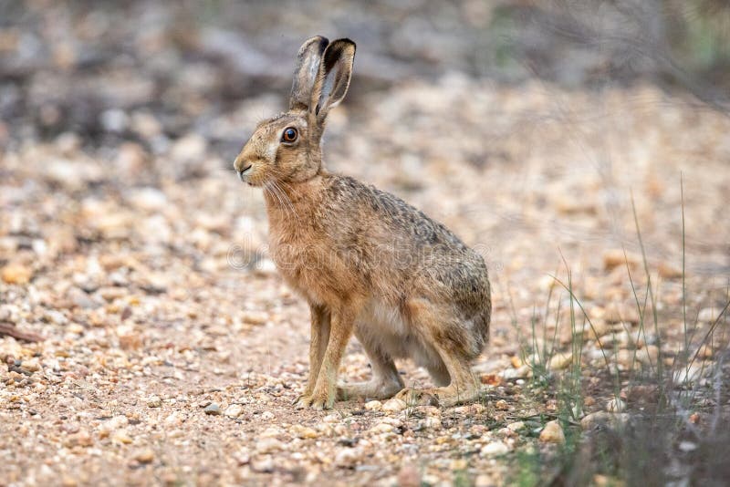 Large Hare Wild in Australia Stock Image - Image of colourful, dark ...
