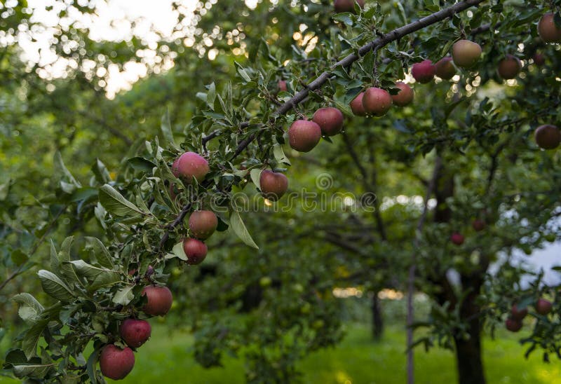 Large Harvest of Red Apples on the Branch Stock Photo - Image of apple ...