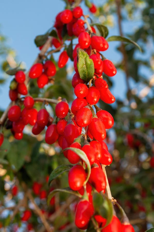 A Large Harvest of Red Goji Berries, a Bush Against the Sky Stock Image ...