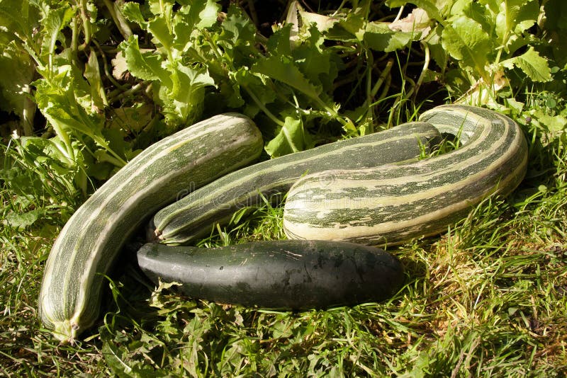 The Large Harvest of Vegetable Marrows Stock Photo - Image of striped ...