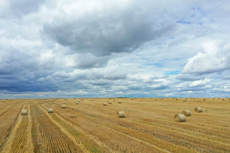 Large Harvesting Field of Wheat and Bales of Hay Stock Photo - Image of ...