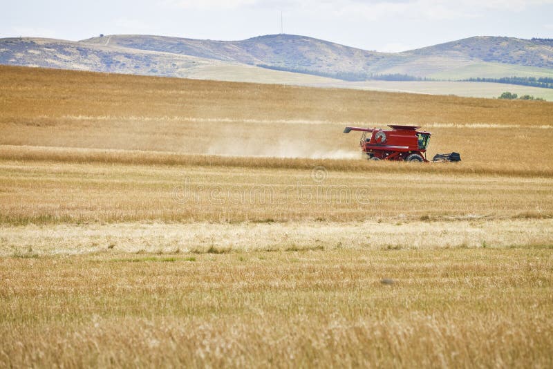Large Harvesting Machine Works through Field Stock Photo - Image of ...
