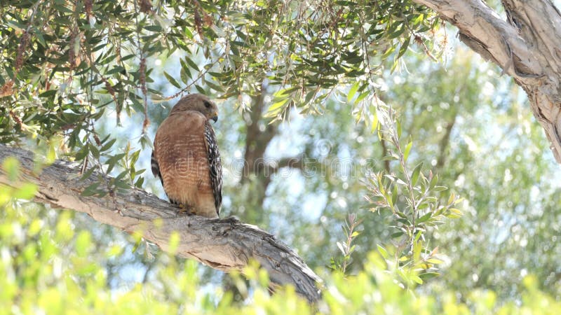 Big hawk on a tree. stock footage. Video of life, hunter - 318124736