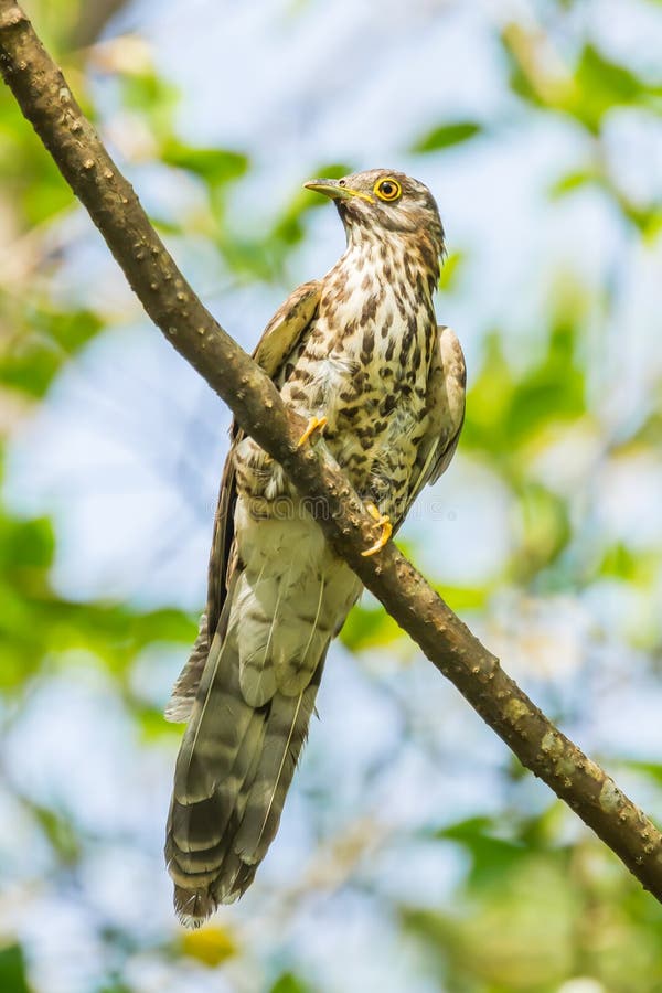 Large Hawk Cuckoo stock photo. Image of beautiful, forest - 36778550