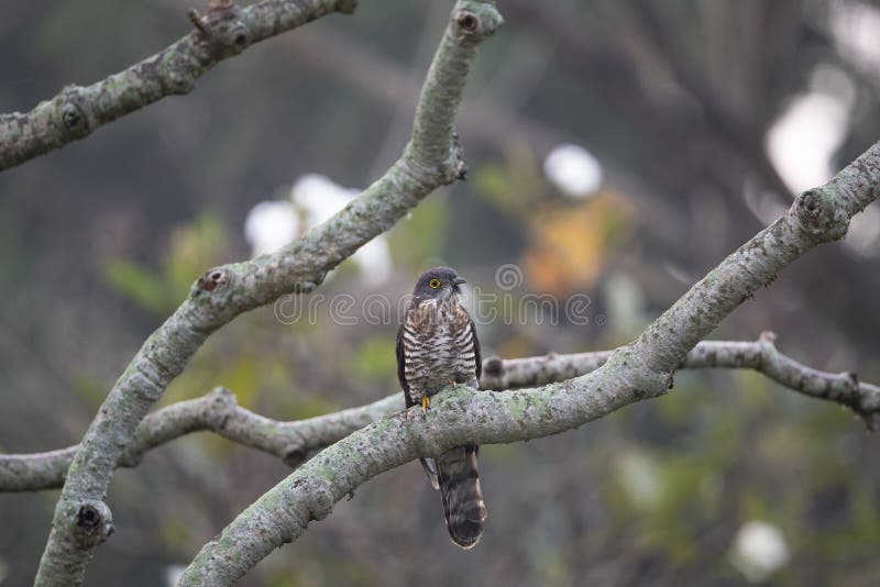 Large Hawk - Cuckoo stock image. Image of hawk, sparverioides - 229553595