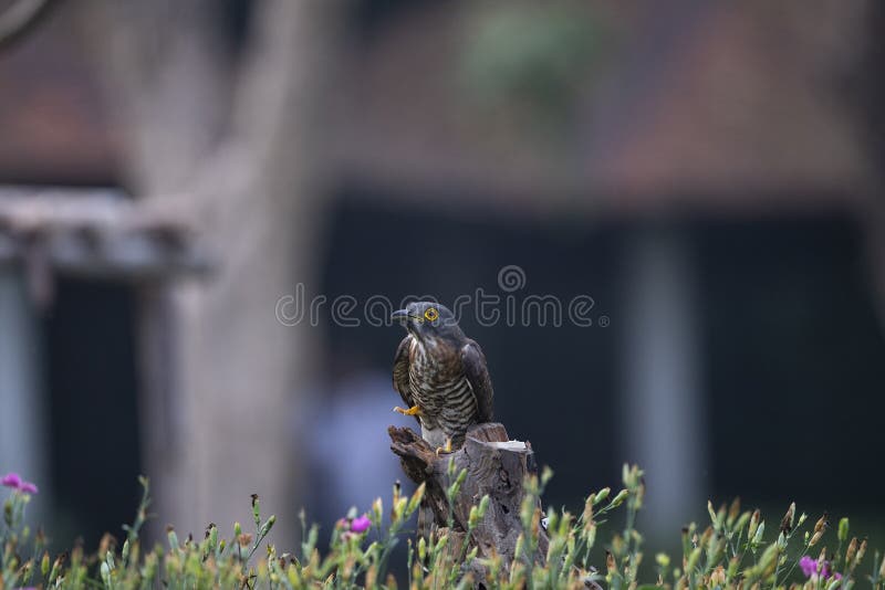 Large Hawk - Cuckoo stock photo. Image of spaverioides - 229553610