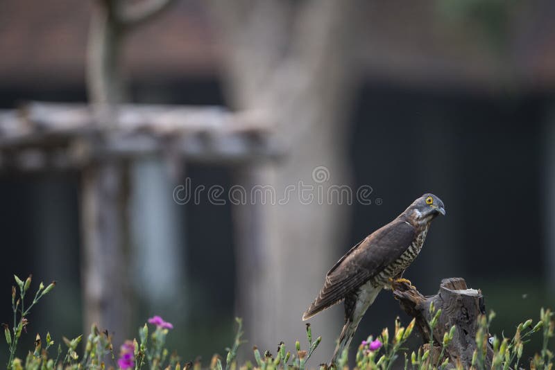Large Hawk - Cuckoo stock image. Image of patch, animal - 229553615