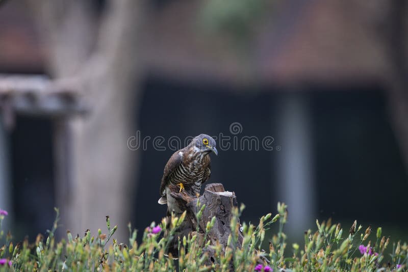 Large Hawk - Cuckoo stock image. Image of parasite, tail - 229553603