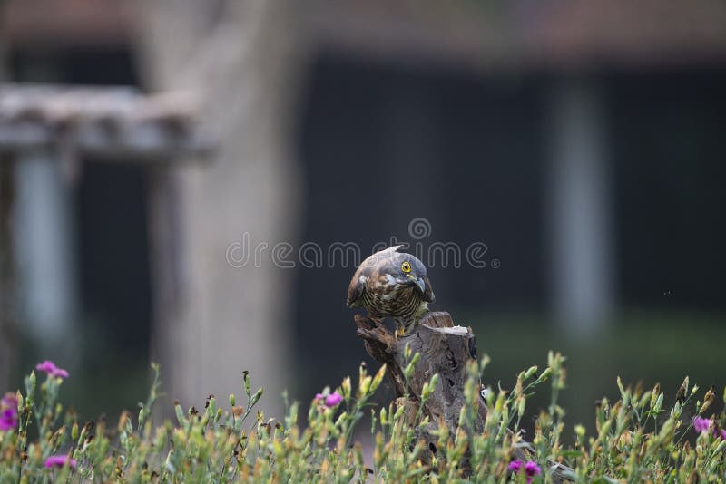 Large Hawk - Cuckoo stock photo. Image of tail, spaverioides - 229553620