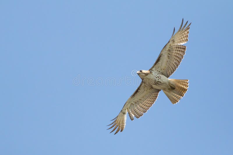 Large Hawk Flying through the Springtime Clear Blue Sky Stock Photo ...