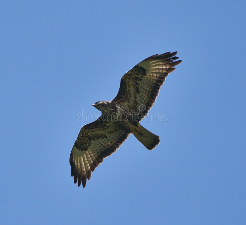 Hawk gliding on clear sky stock photo. Image of feather - 94154076