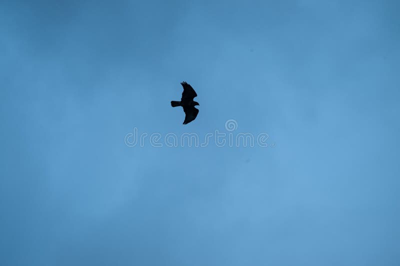 Large Hawk Looking for Food Over a Field.. Stock Photo - Image of wing ...