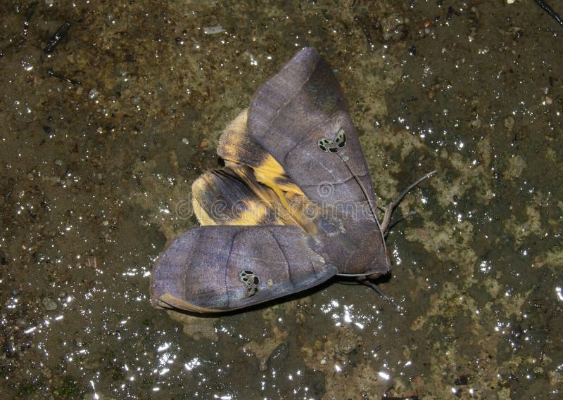Large Hawk Moth with Colorful Wing Pattern Stock Image - Image of ...