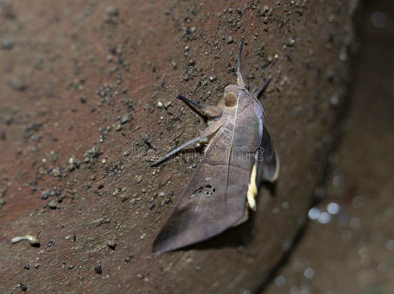 Large Hawk Moth Side Profile Stock Photo - Image of insect, center ...