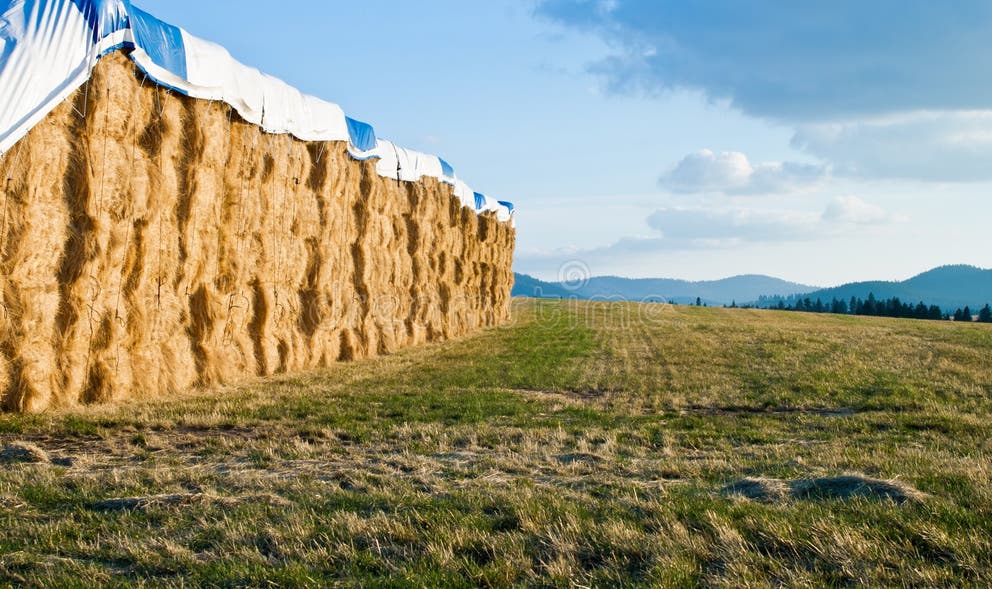 Large hay bails stock image. Image of stacked, farm, food - 22045827