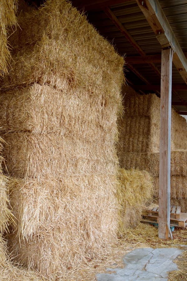 Large Hay Bales Stacked stock image. Image of animals - 63153105
