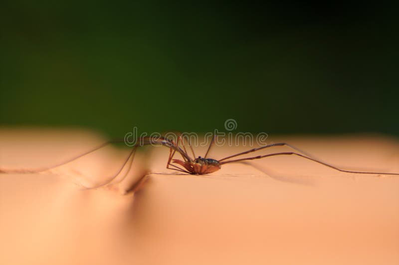 A Large Haymaker Spider Basks in the Sun. Stock Image - Image of ...