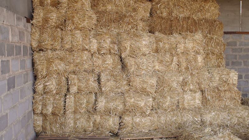 Large Haystack in the Barn on the Farm. Stock Footage - Video of ...