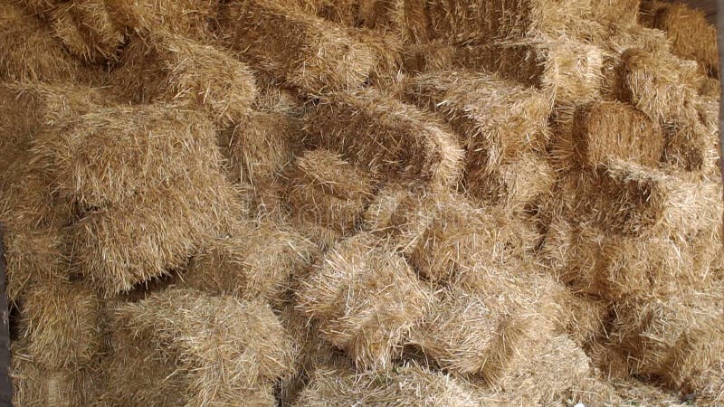 Large Haystack in the Barn on the Farm. Stock Video - Video of pile ...