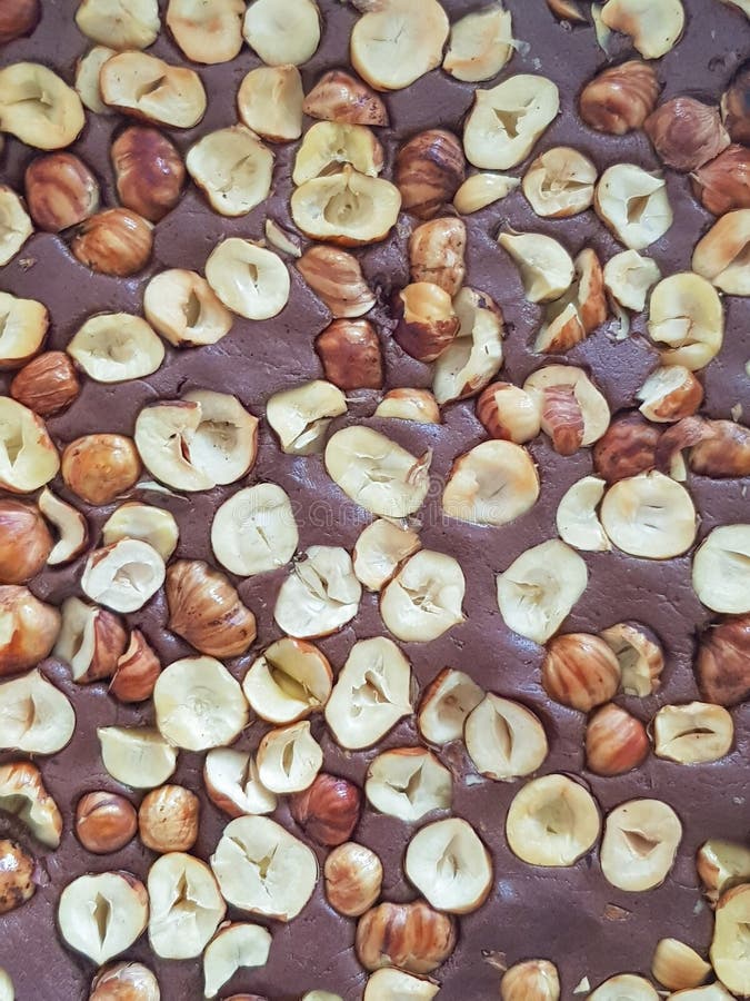 Old Large Hazelnut Tree View from Ground on Top, Close Up Trunk Texture ...
