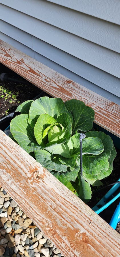 Large Head of Cabbage in Container Garden Stock Image - Image of garden ...