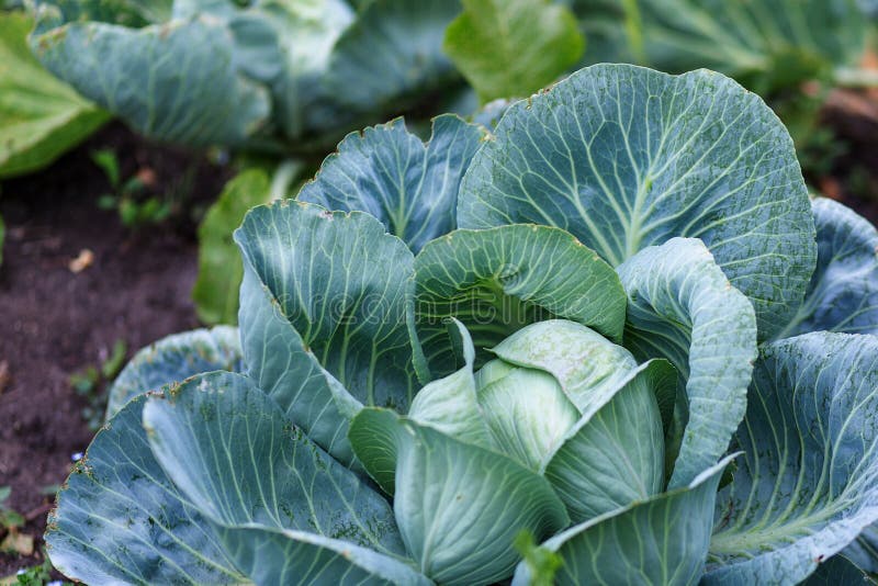 A Large Head of Cabbage in the Garden Bed Stock Photo - Image of head ...